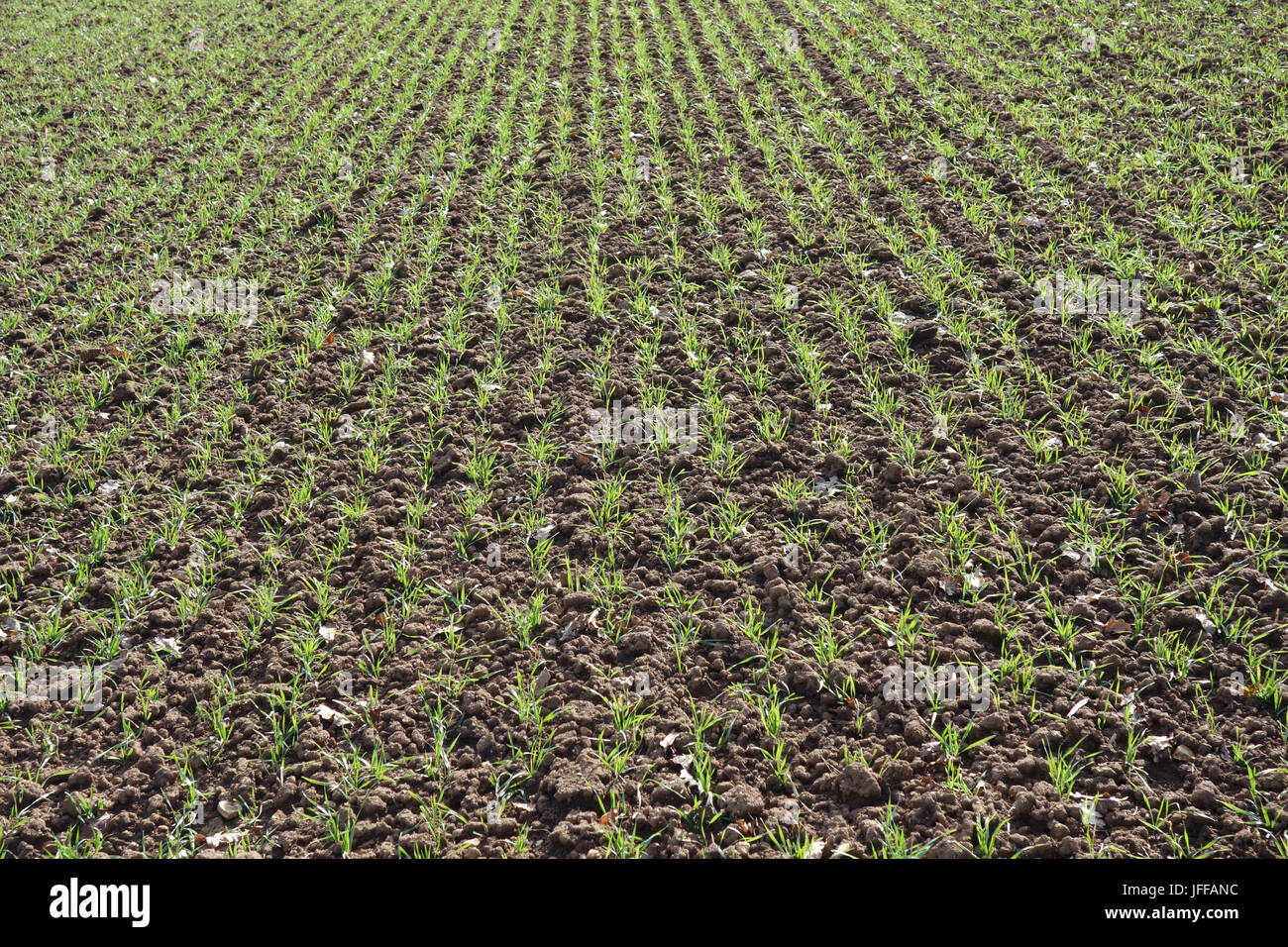 Winterweizen pflanzen hi-res stock photography and images - Alamy