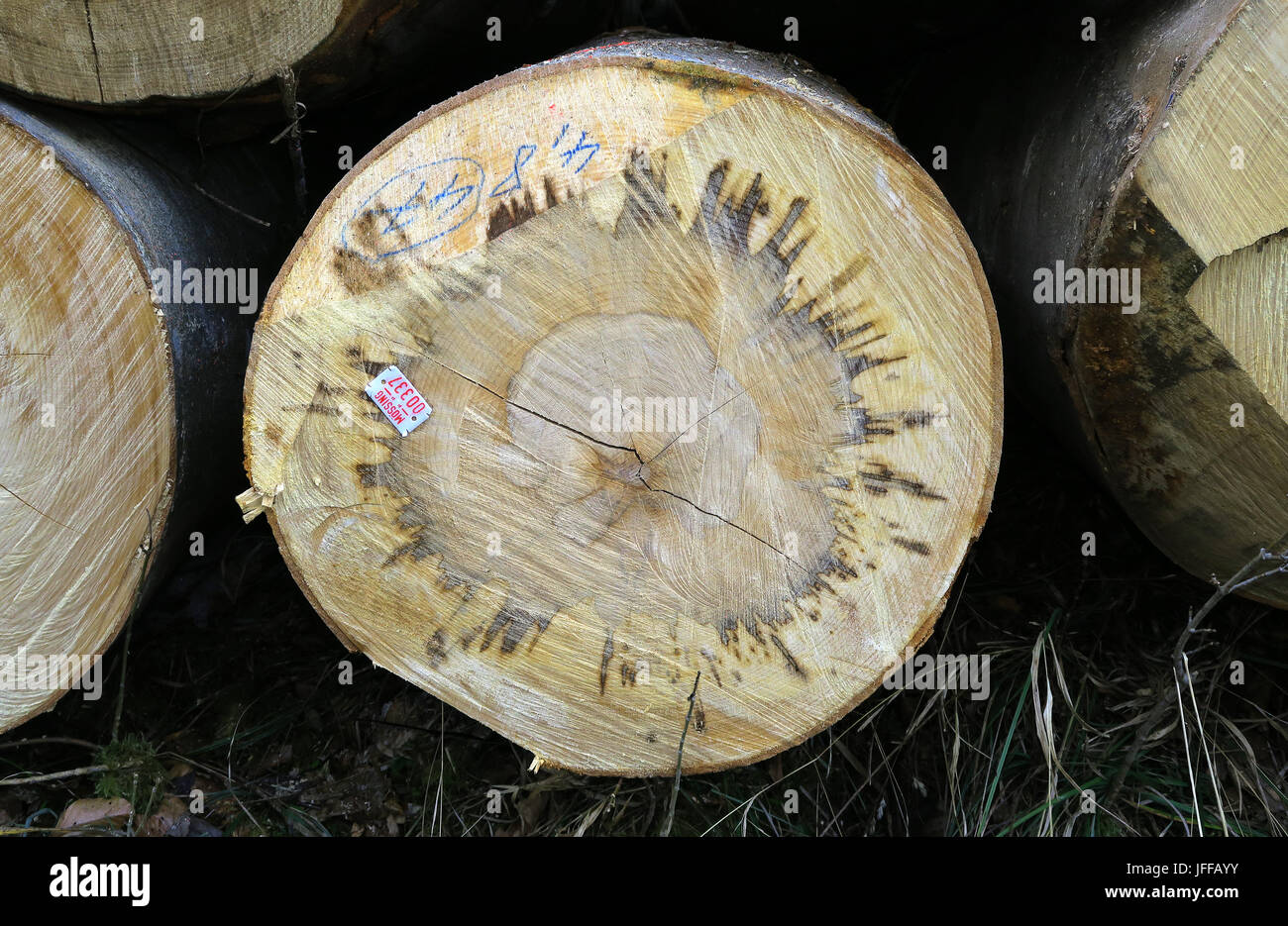 Common pit hi-res stock photography and images - Alamy