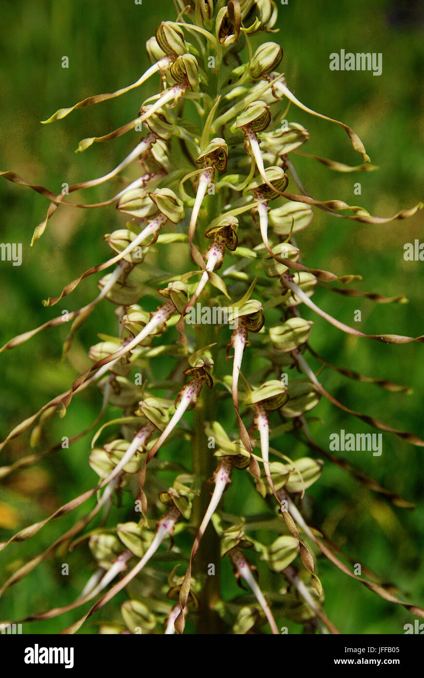 Flower of orchid hi-res stock photography and images - Alamy