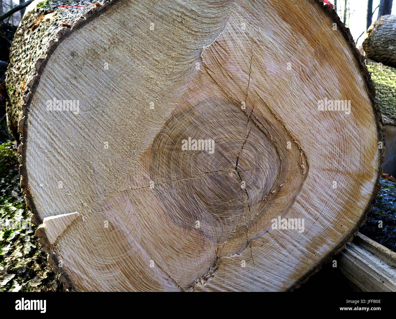 ash tree; tree pit; common ash Stock Photo - Alamy