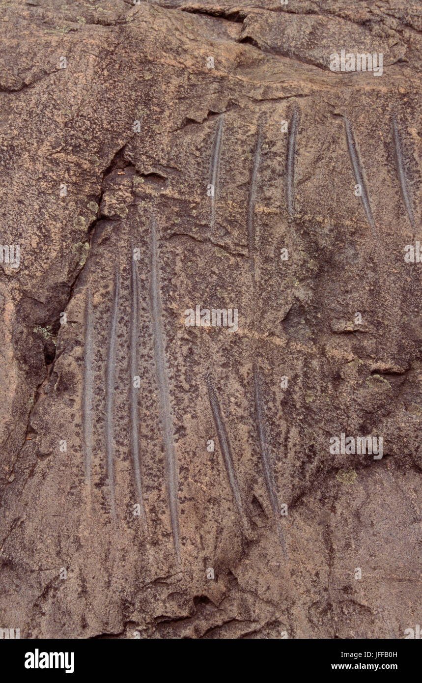 Indian sharpening rock marks at Fort Hill, Cape Cod National Seashore ...
