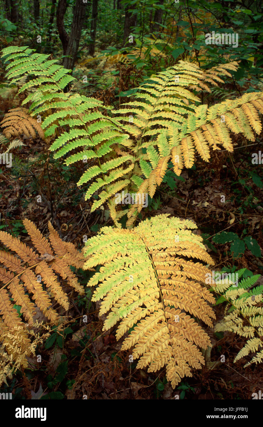 Ferns, Wachusett Meadow Wildlife Sanctuary, Massachusetts Stock Photo ...