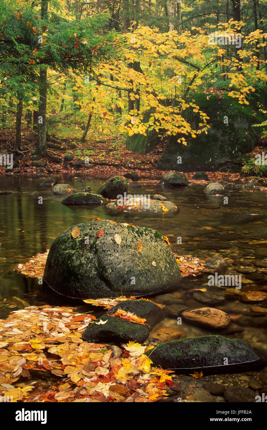Dunbar Brook, Monroe State Forest, Massachusetts Stock Photo - Alamy