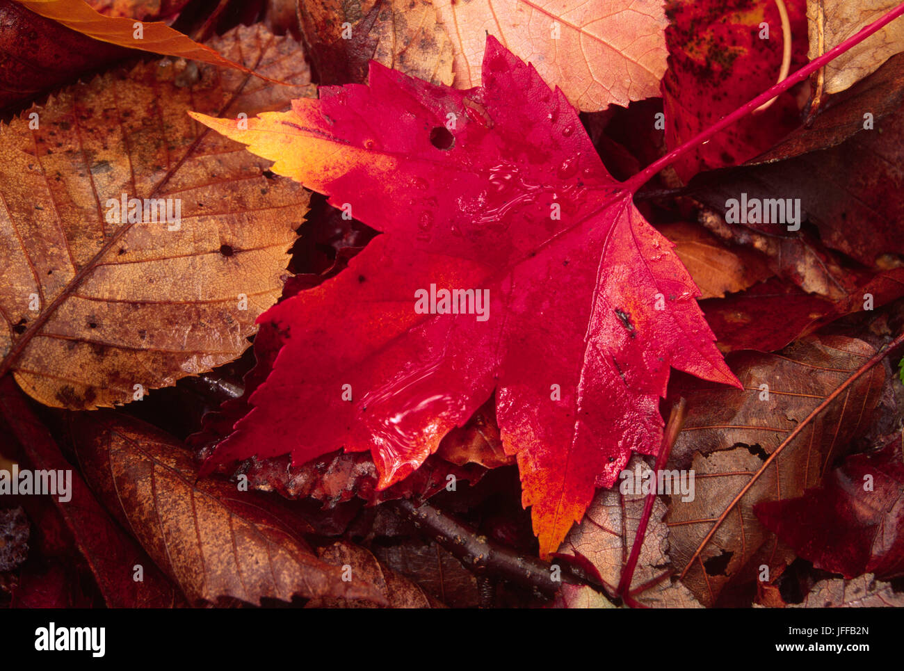 Mountain maple leaves mountain maple leaf hi-res stock photography and ...
