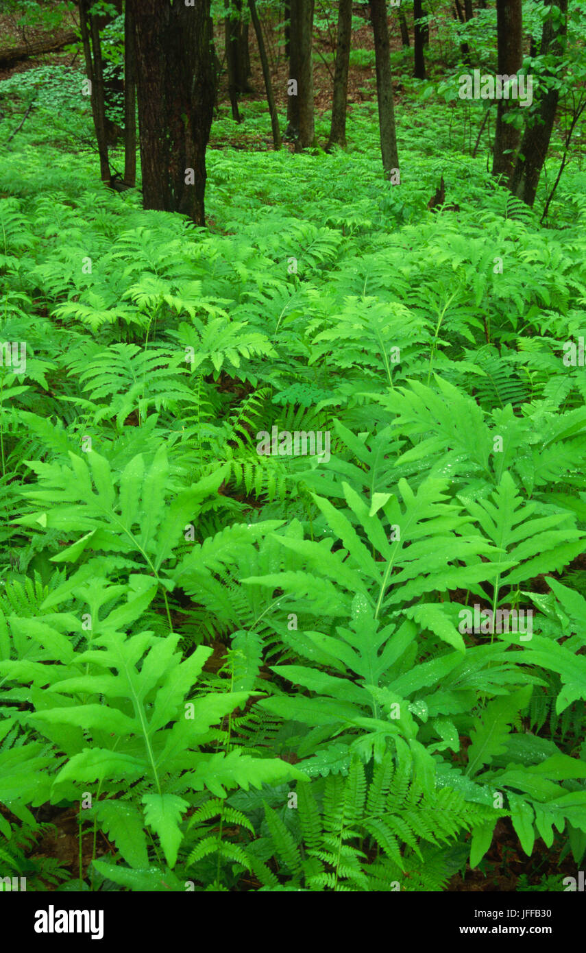 Massachusetts wildlife hi-res stock photography and images - Alamy