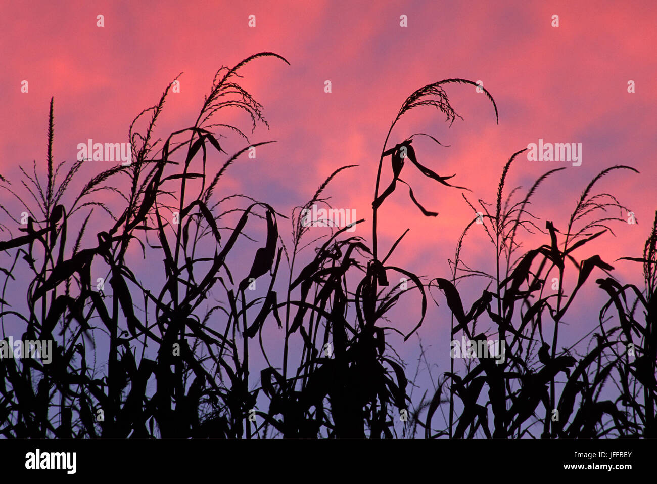 Cornfield sunset, Olmsted County, Minnesota Stock Photo - Alamy