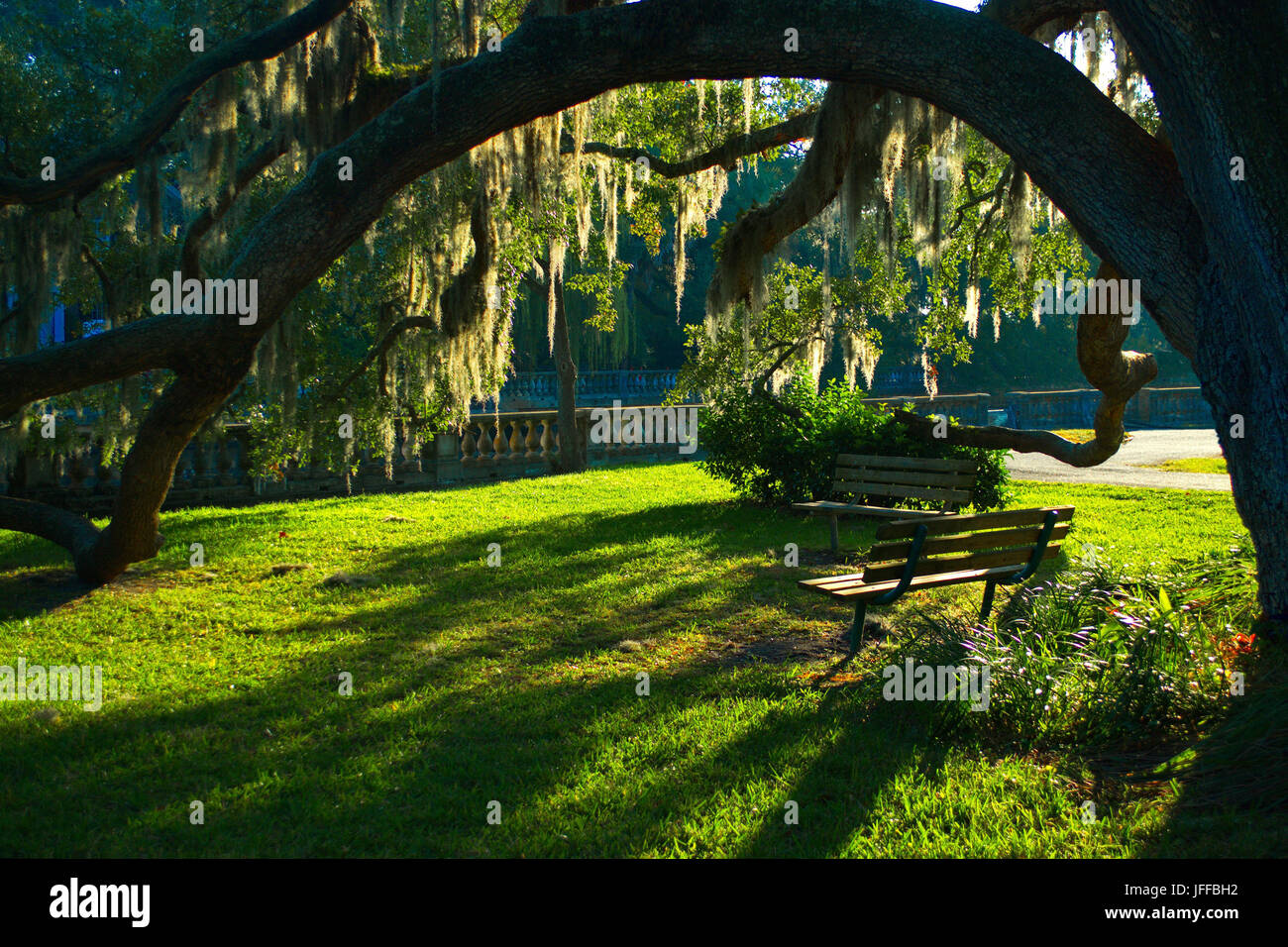 Southern Charm / Benches under an oak tree arch with Spanish Moss Stock ...