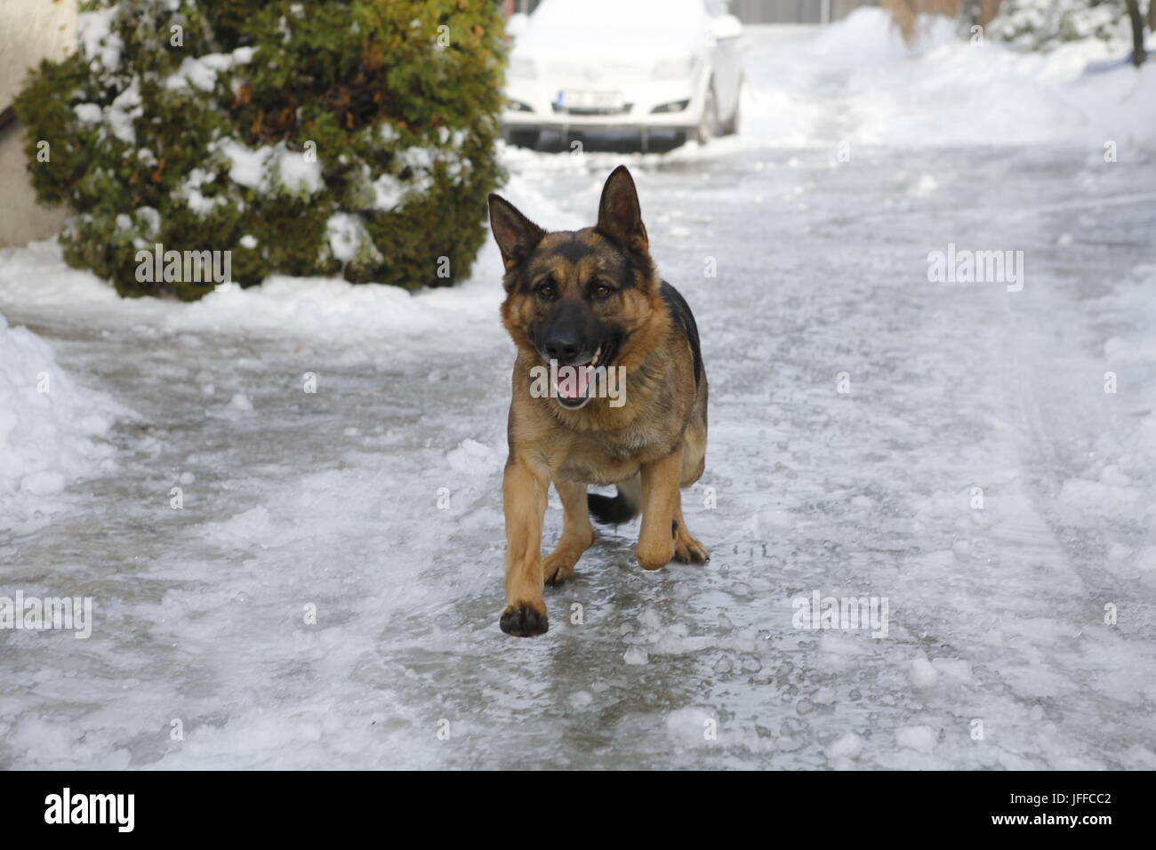 beautiful dog german shepherd on ice Stock Photo - Alamy