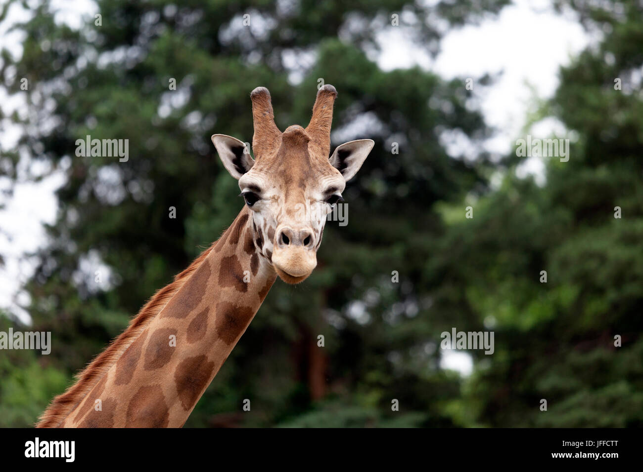 Close up giraffe in the open space, looking at the camera Stock Photo ...