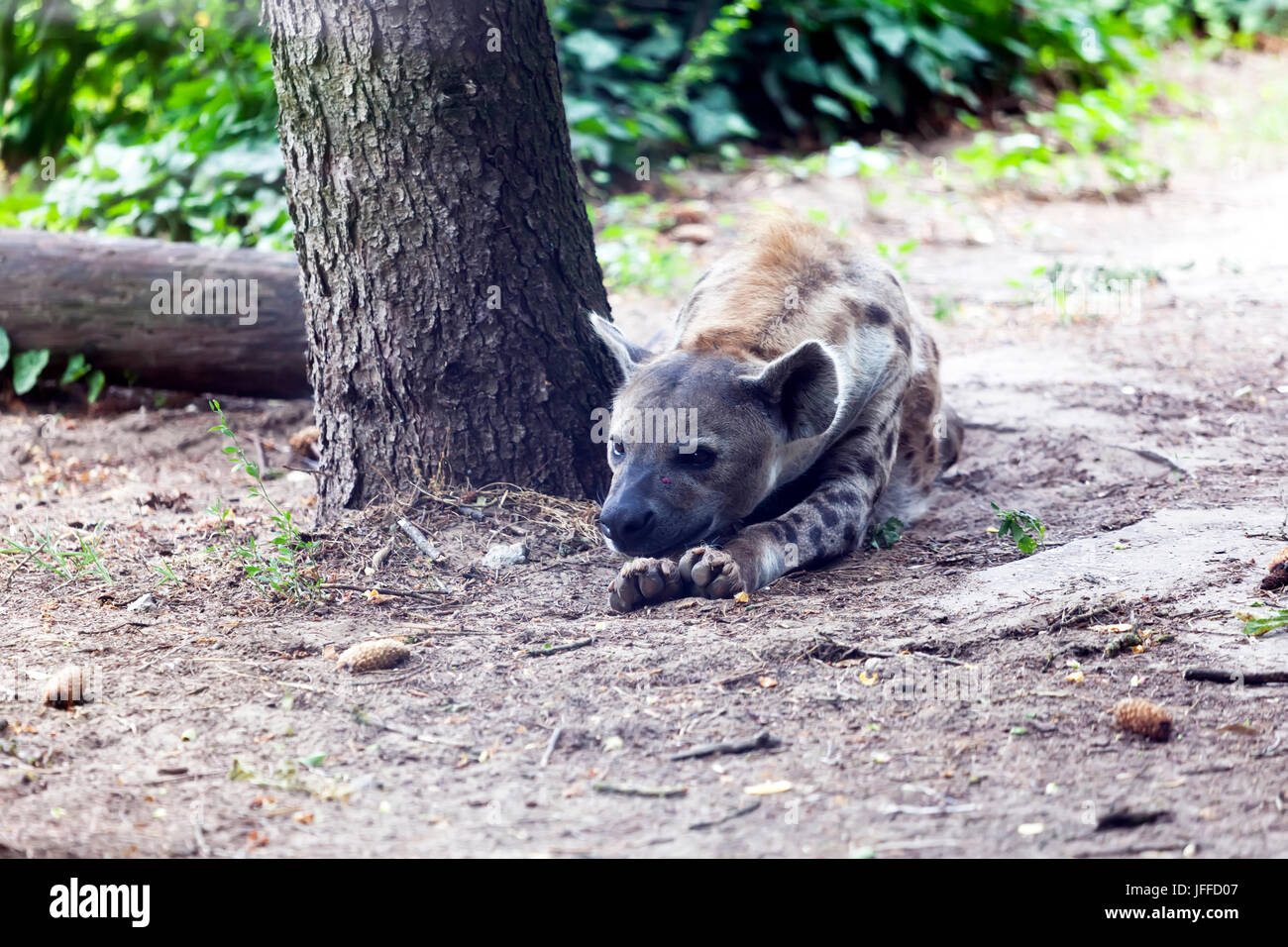 Hyena lies next to the tree and rests Stock Photo - Alamy