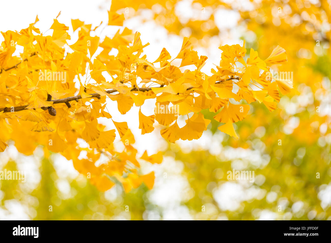 Ginkgo trees Autumn Stock Photo - Alamy