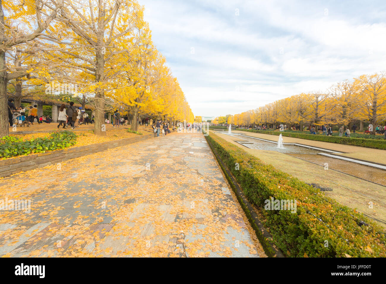 Ginkgo trees Autumn Stock Photo - Alamy