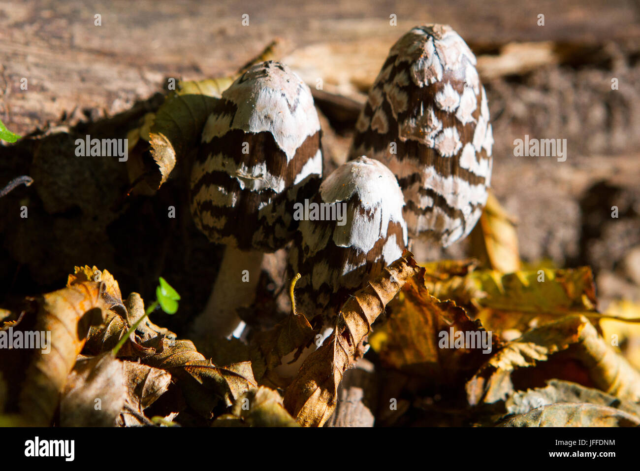 Mushroom a toadstool Stock Photo - Alamy