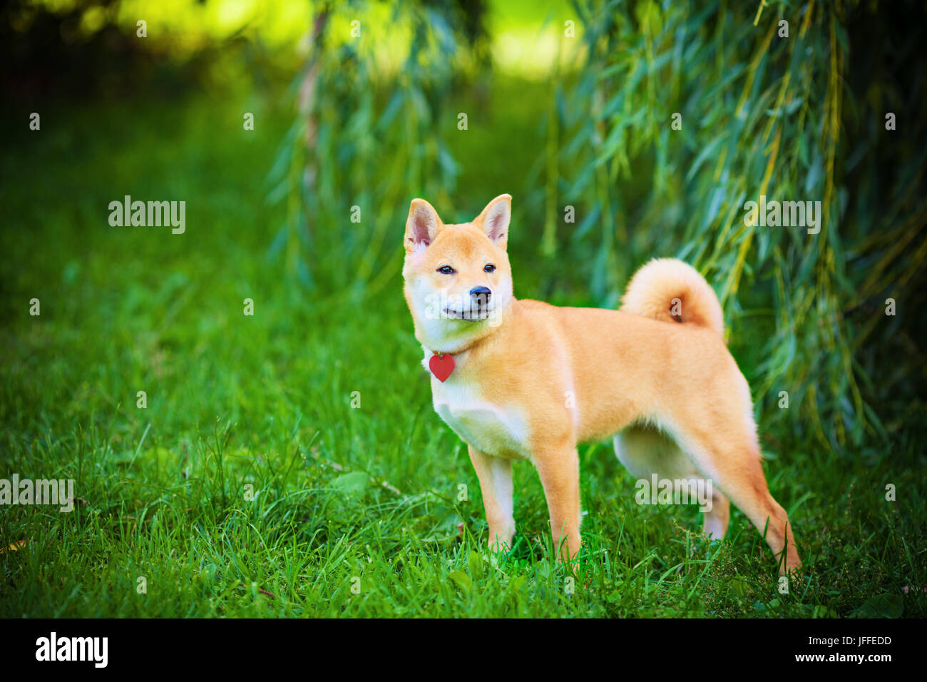 A young shiba inu in green garden Stock Photo - Alamy