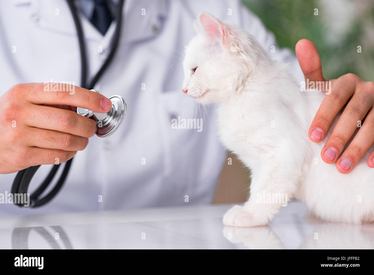 White kitten visiting vet for check up Stock Photo - Alamy