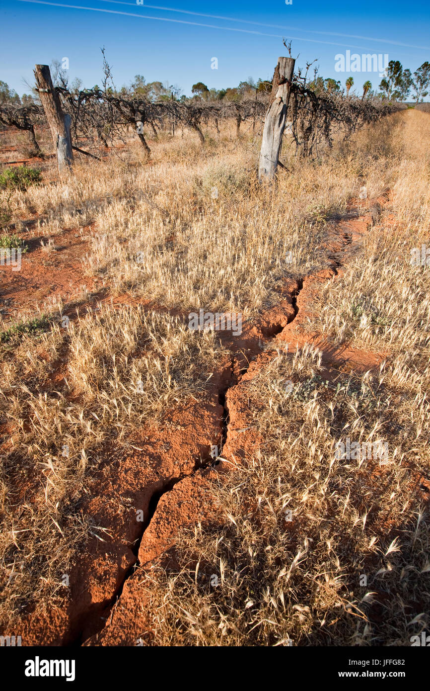 Cracked soil near dead and derelict vineyard in the Murray Valley of ...