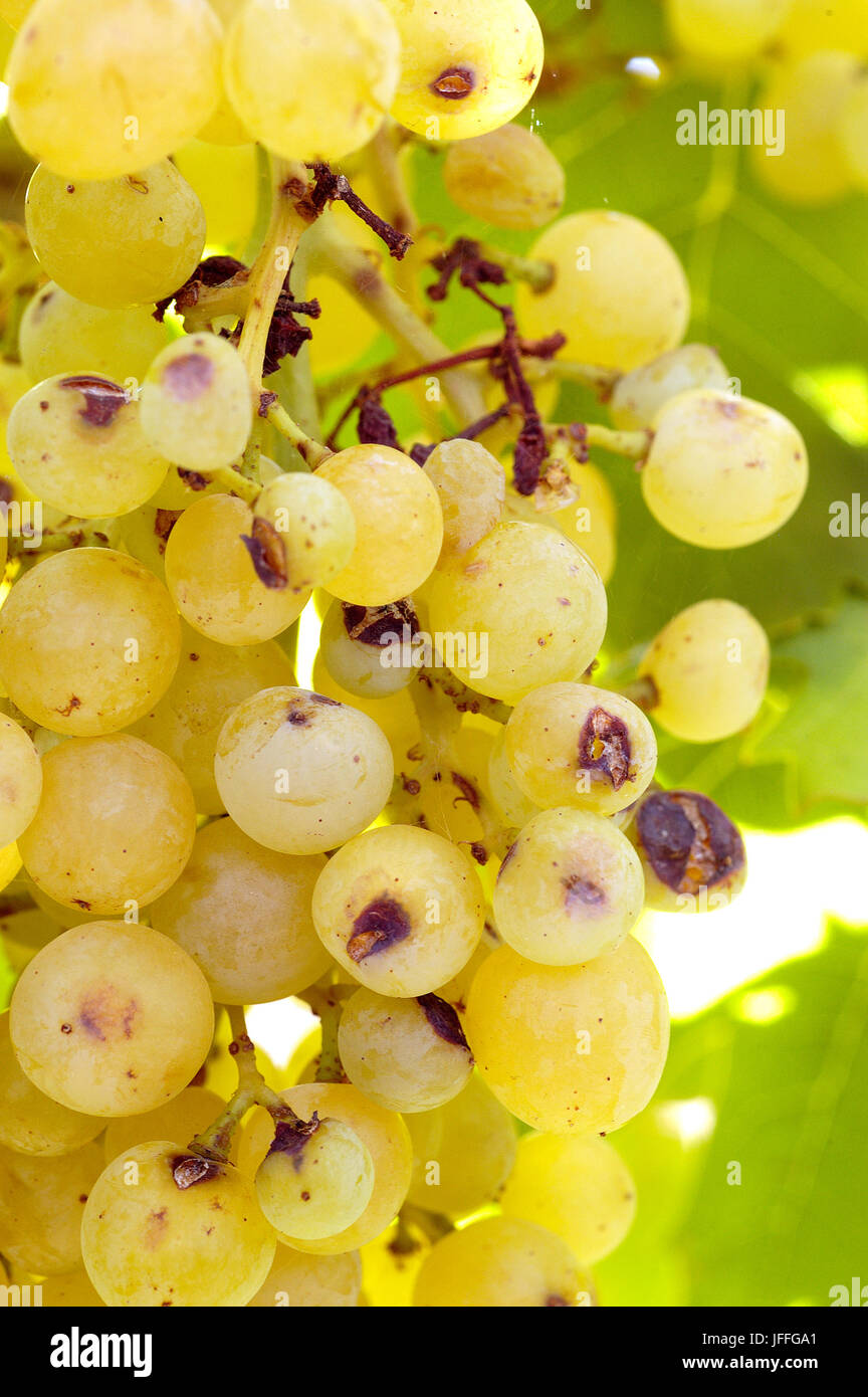 Scared grapes hi-res stock photography and images - Alamy