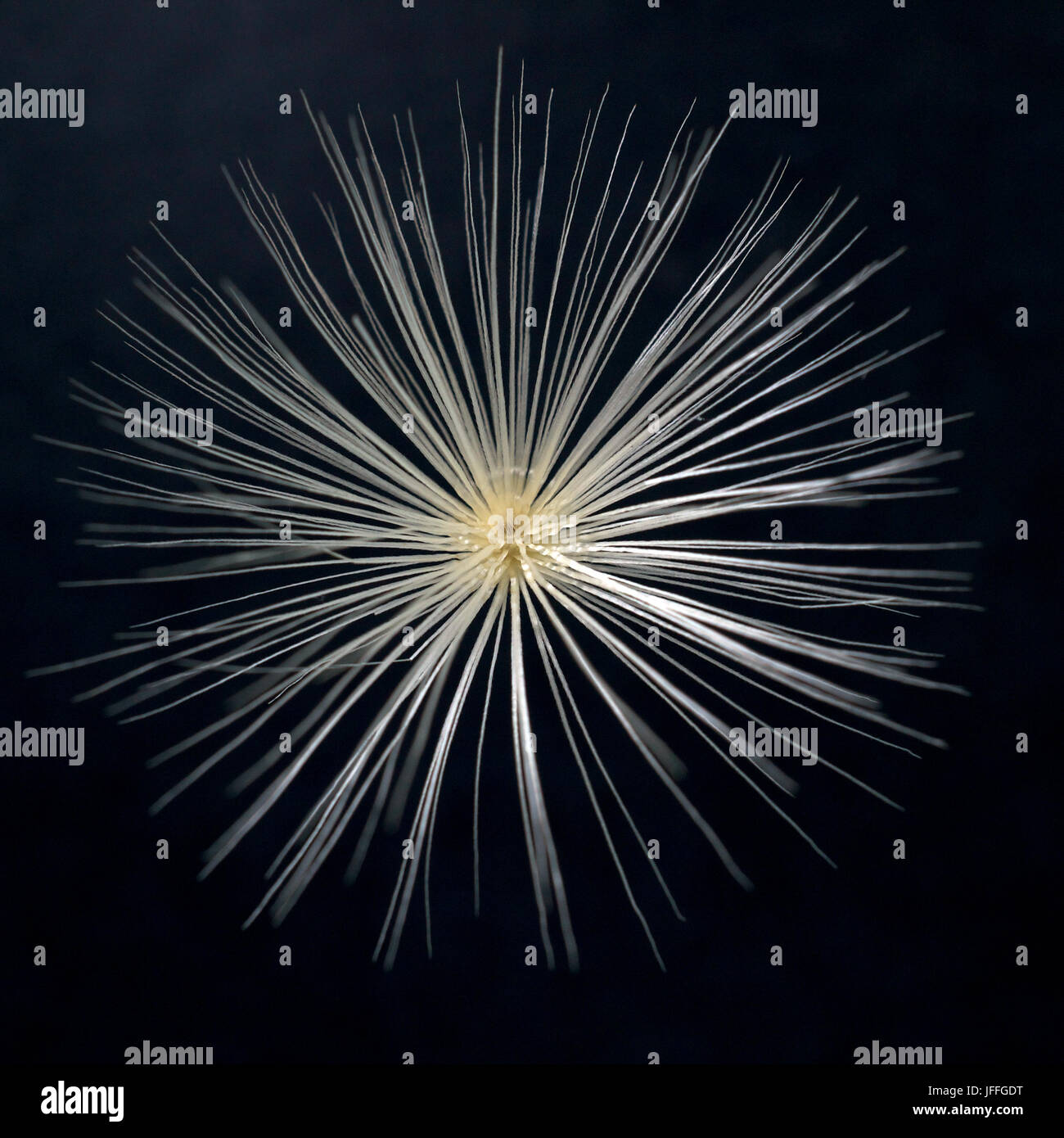 Pappus of the seed of the purple star thistle, Centaurea calcitrapa ...
