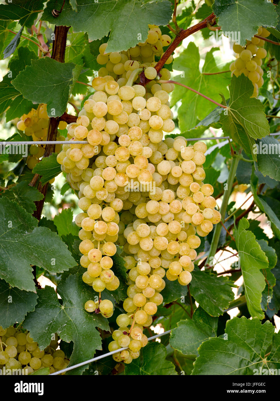 Sun Muscat grapes maturing in vineyard. Sun Muscat is grown in ...