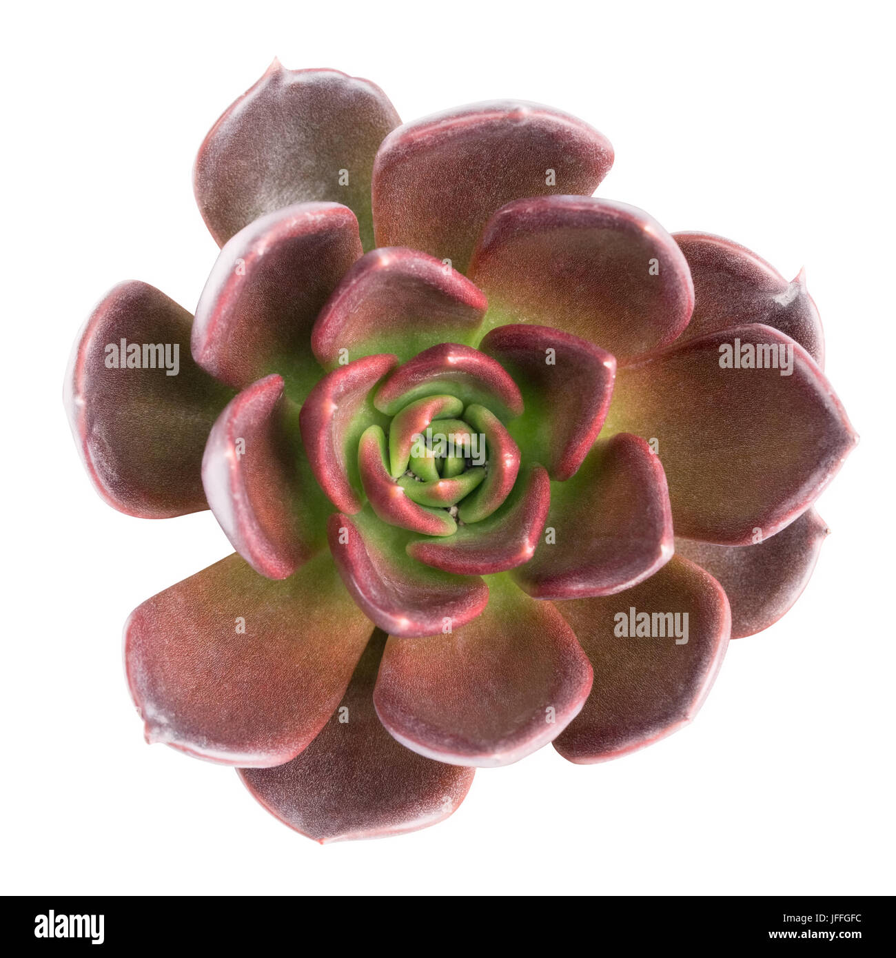 Succulent detail hi-res stock photography and images - Alamy