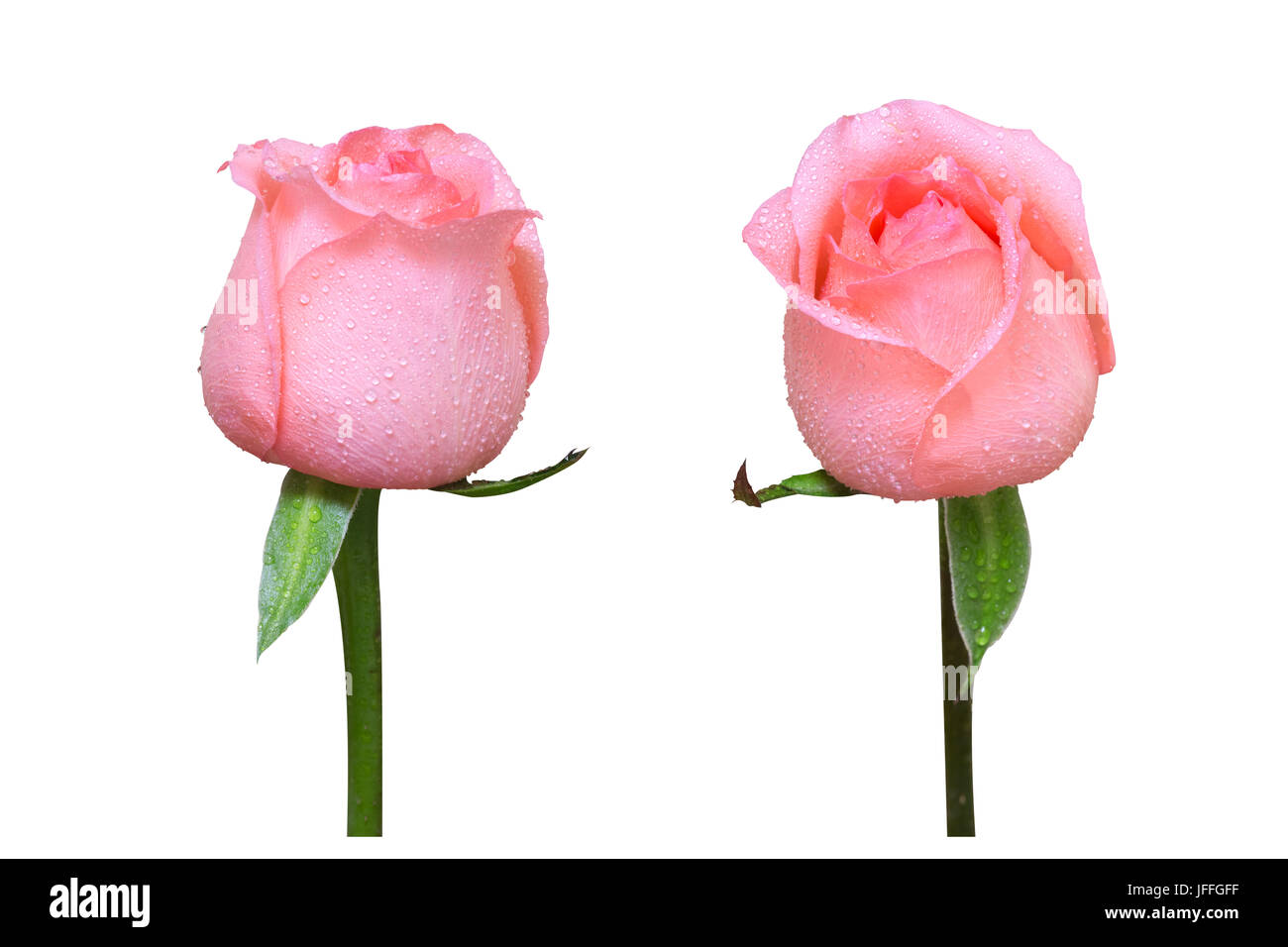 Rose flowers hi-res stock photography and images - Alamy