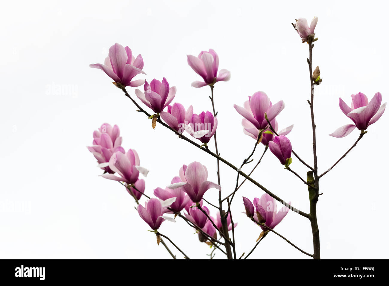 Magnolia tree fresh pink Cut Out Stock Images & Pictures - Alamy
