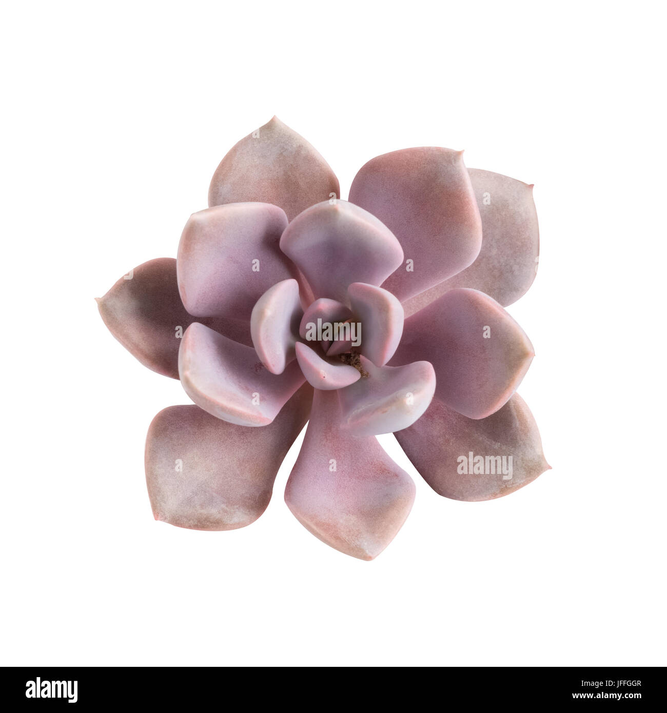 Top of succulent hi-res stock photography and images - Alamy