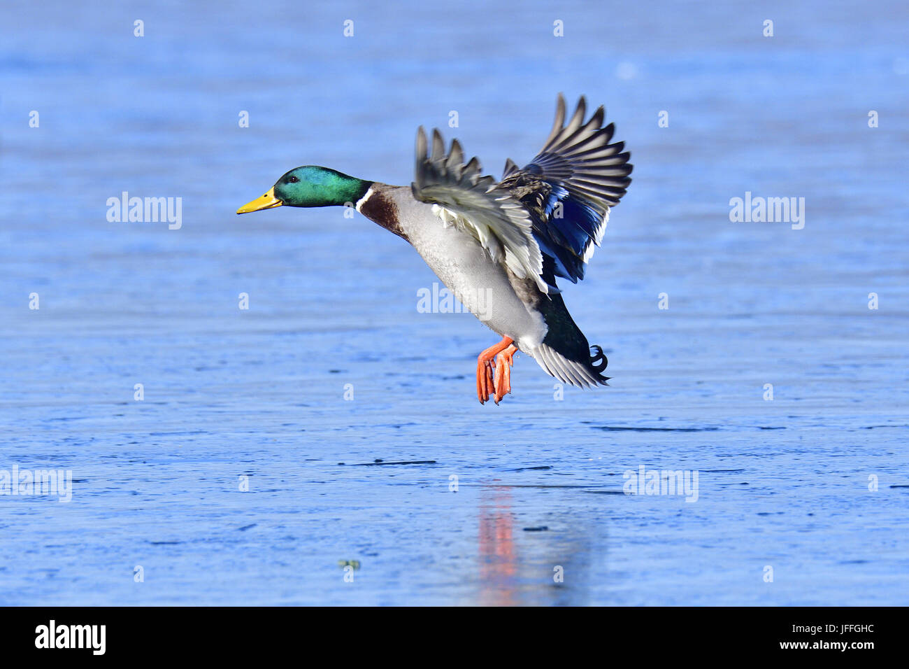 Mallar hi-res stock photography and images - Alamy