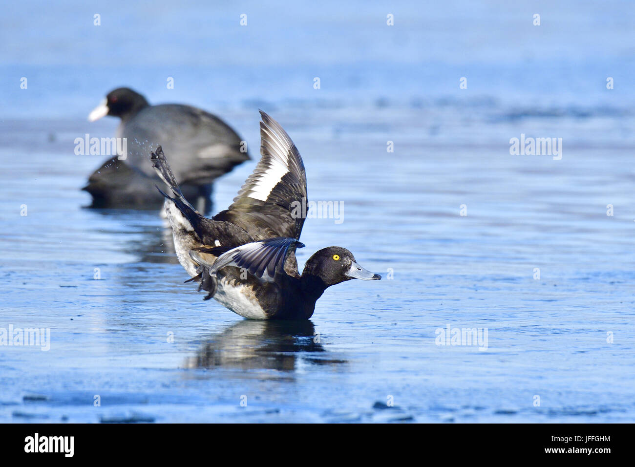 Duck biology hi-res stock photography and images - Alamy