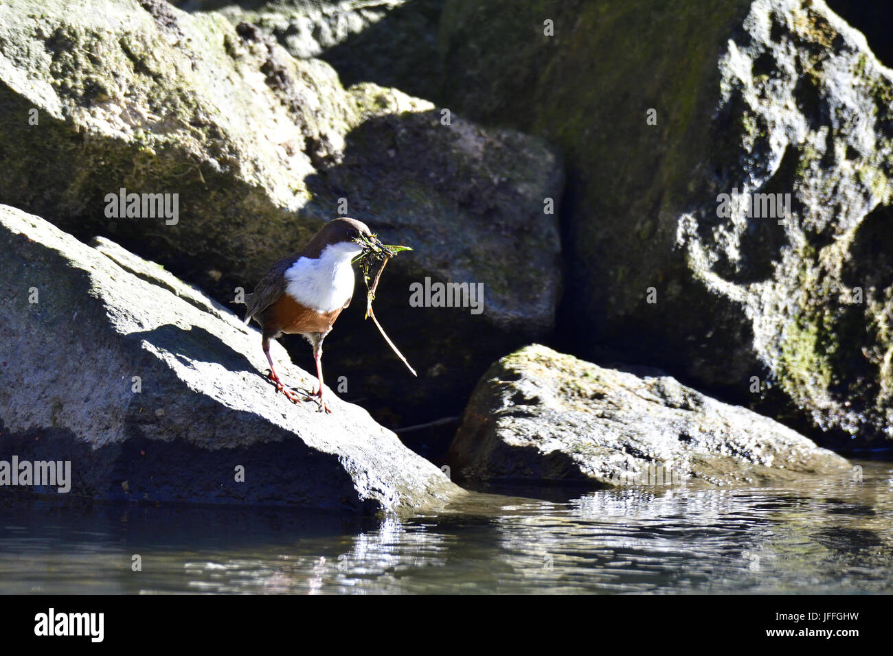 White throated dipper at river hi-res stock photography and images - Alamy