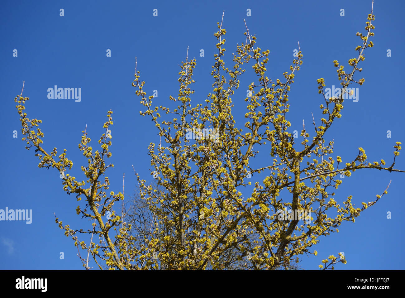 Cornus mas, European Cornel Stock Photo - Alamy