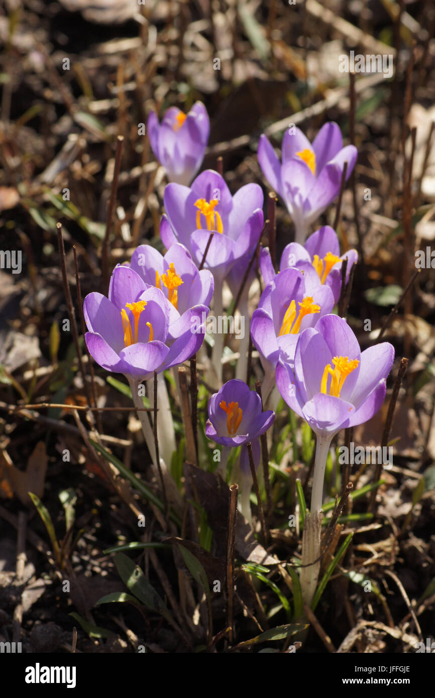 Crocus tomasinianus hi-res stock photography and images - Alamy