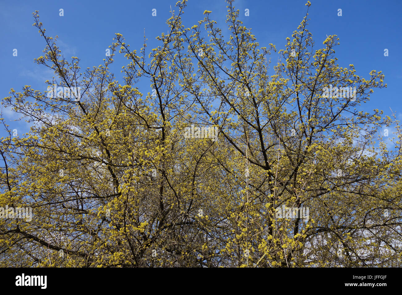 Cornus mas, European Cornel Stock Photo - Alamy