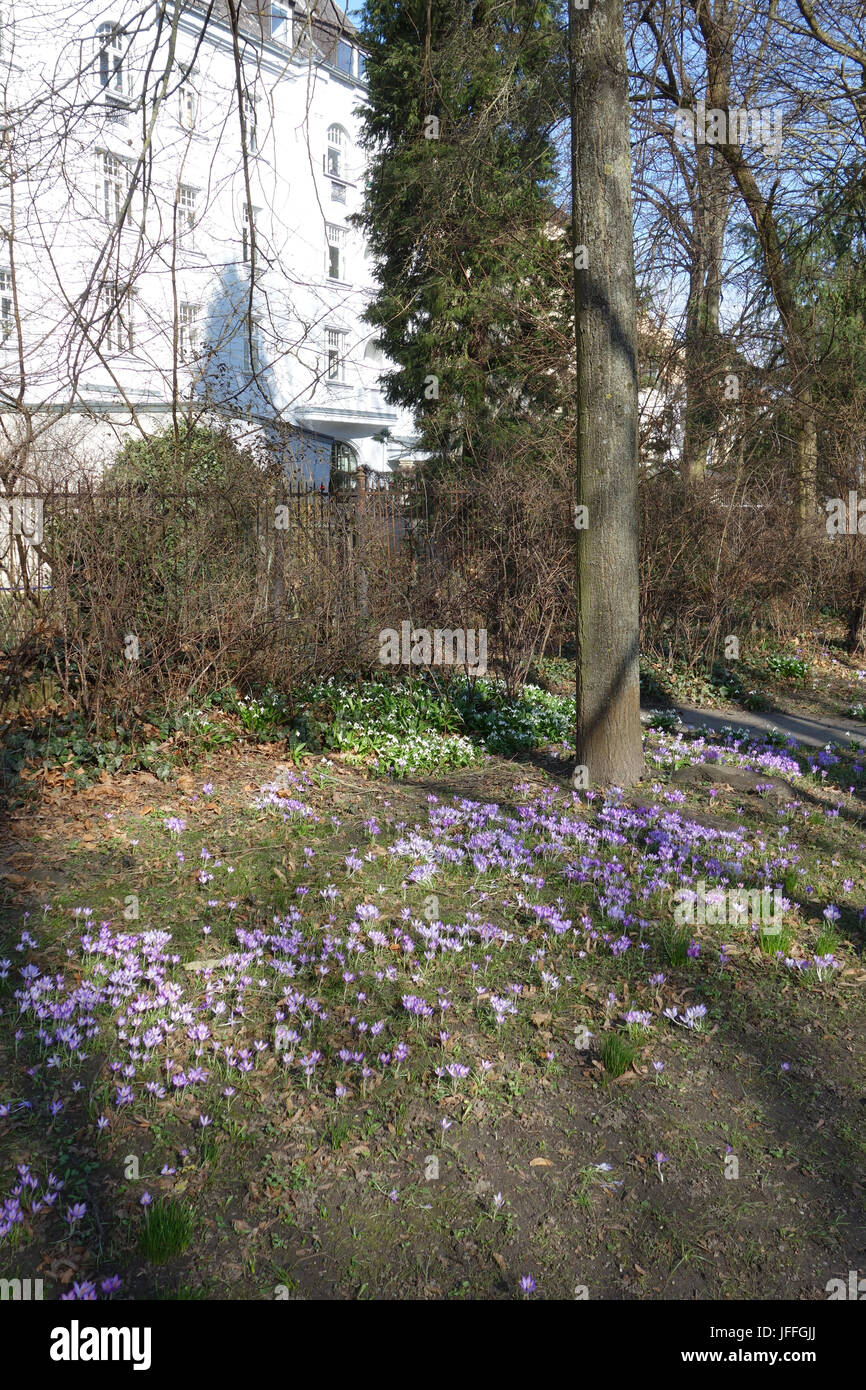 Crocus tommasinianus, Woodland Crocus Stock Photo - Alamy