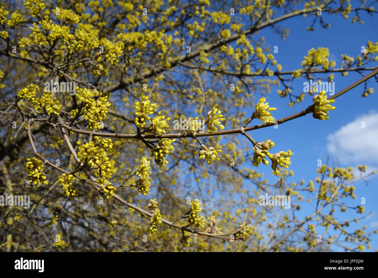 Cornus mas, European Cornel Stock Photo - Alamy