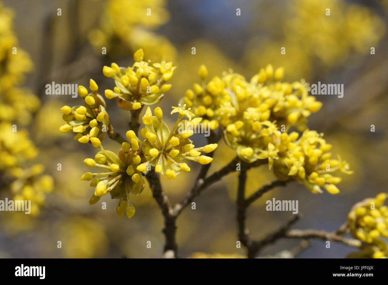 Cornus mas, European Cornel Stock Photo - Alamy