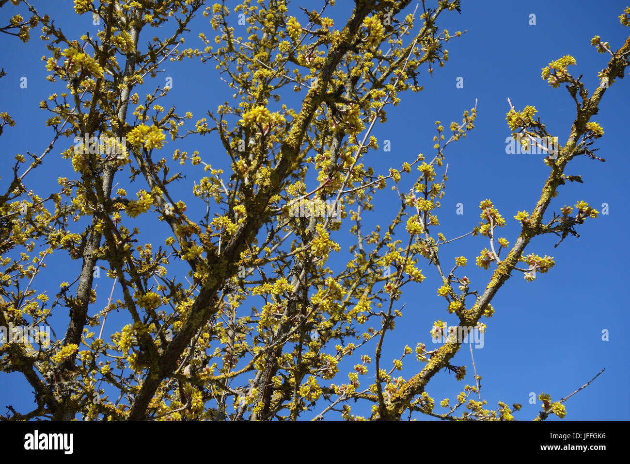 Cornus mas, European Cornel Stock Photo - Alamy