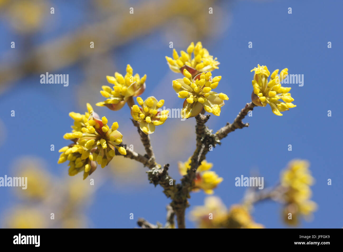 Cornus mas, European Cornel Stock Photo - Alamy