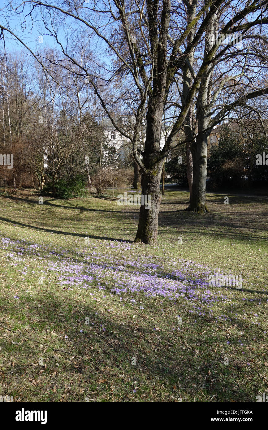 Crocus tommasinianus, Woodland Crocus Stock Photo - Alamy