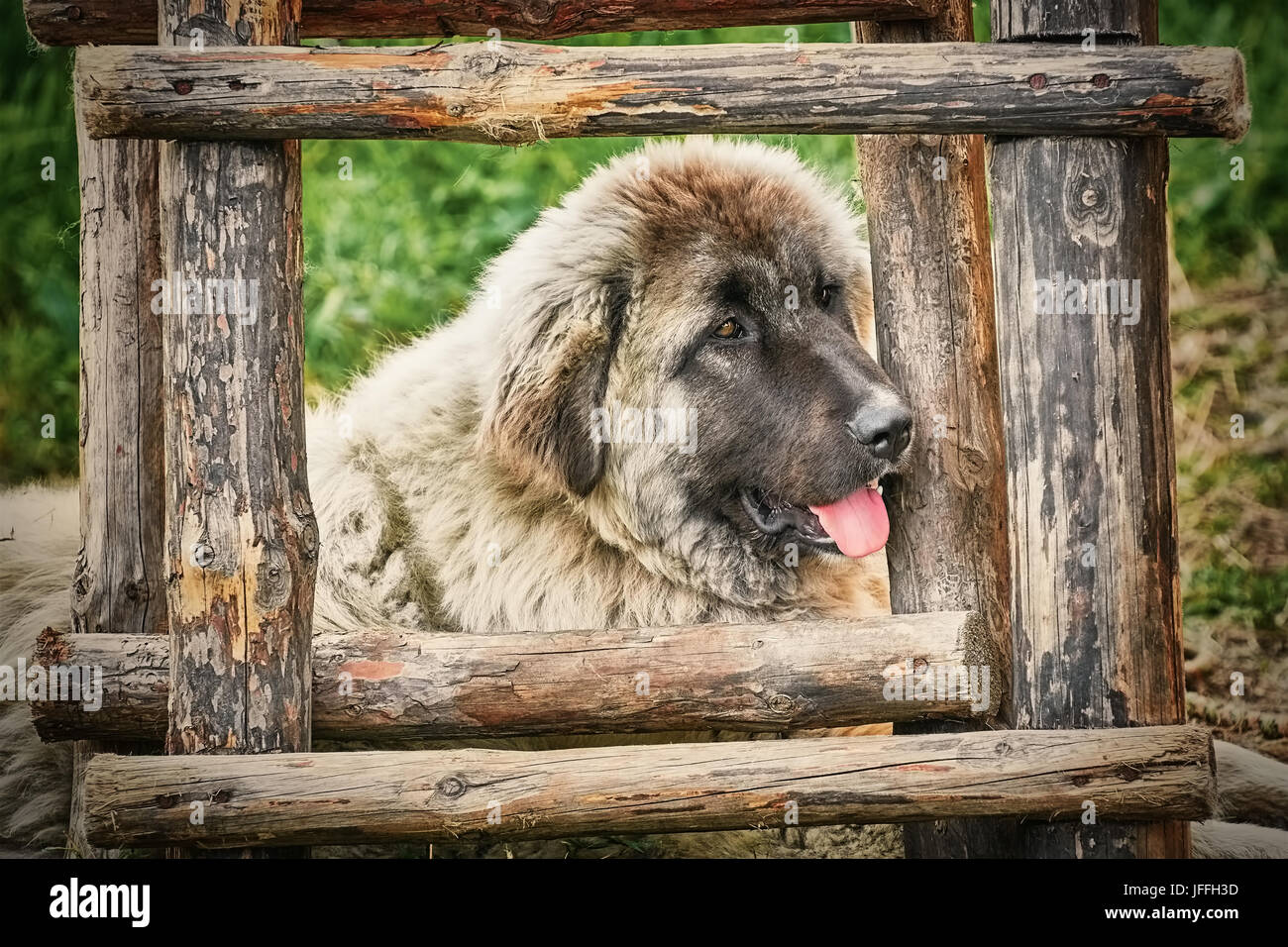 Dog ladder hi-res stock photography and images - Alamy