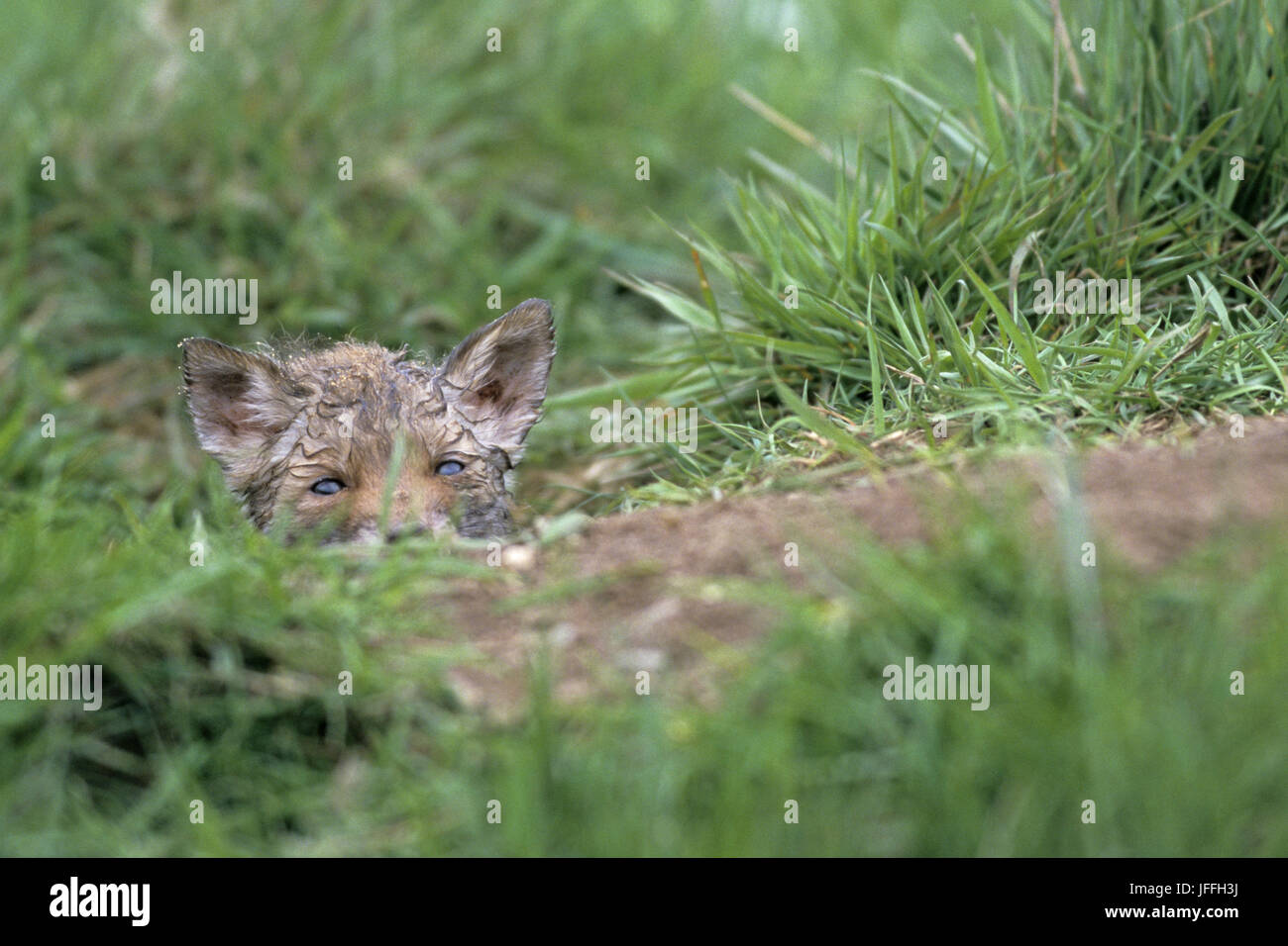 Red Fox kit, cub, pup Stock Photo - Alamy