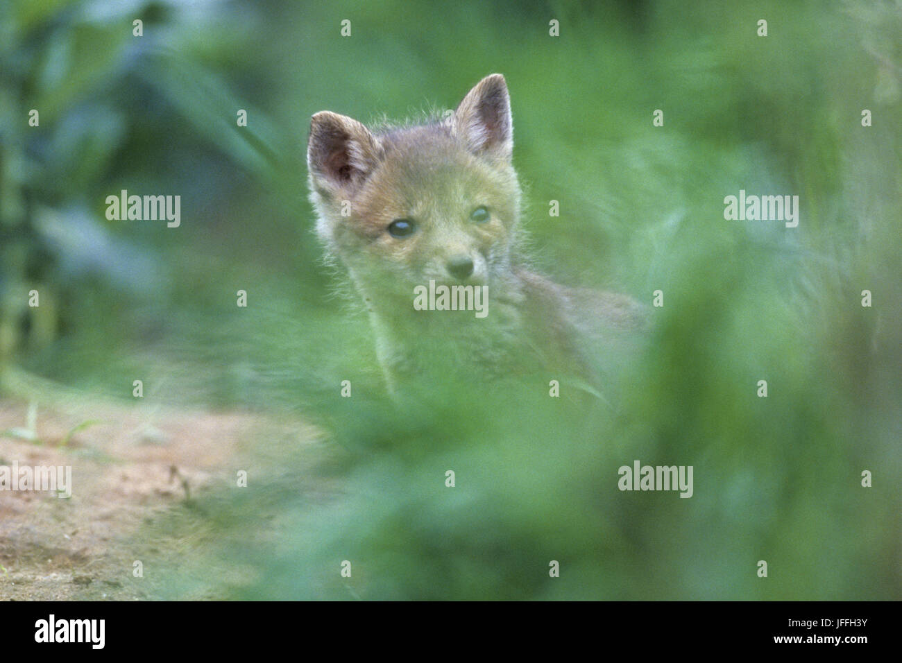 Red Fox kit, cub, pup Stock Photo - Alamy