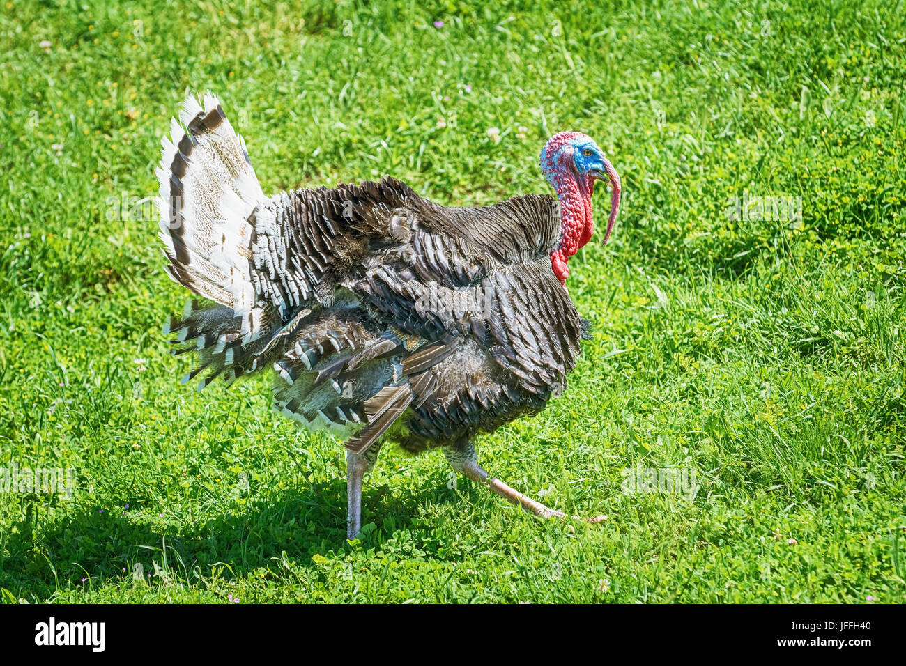 Turkey on Grass Stock Photo - Alamy