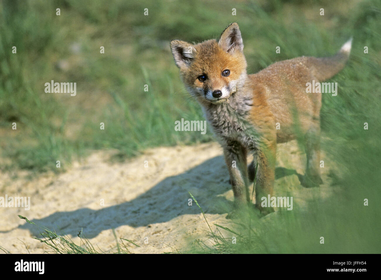 Red Fox kit, cub, pup Stock Photo - Alamy