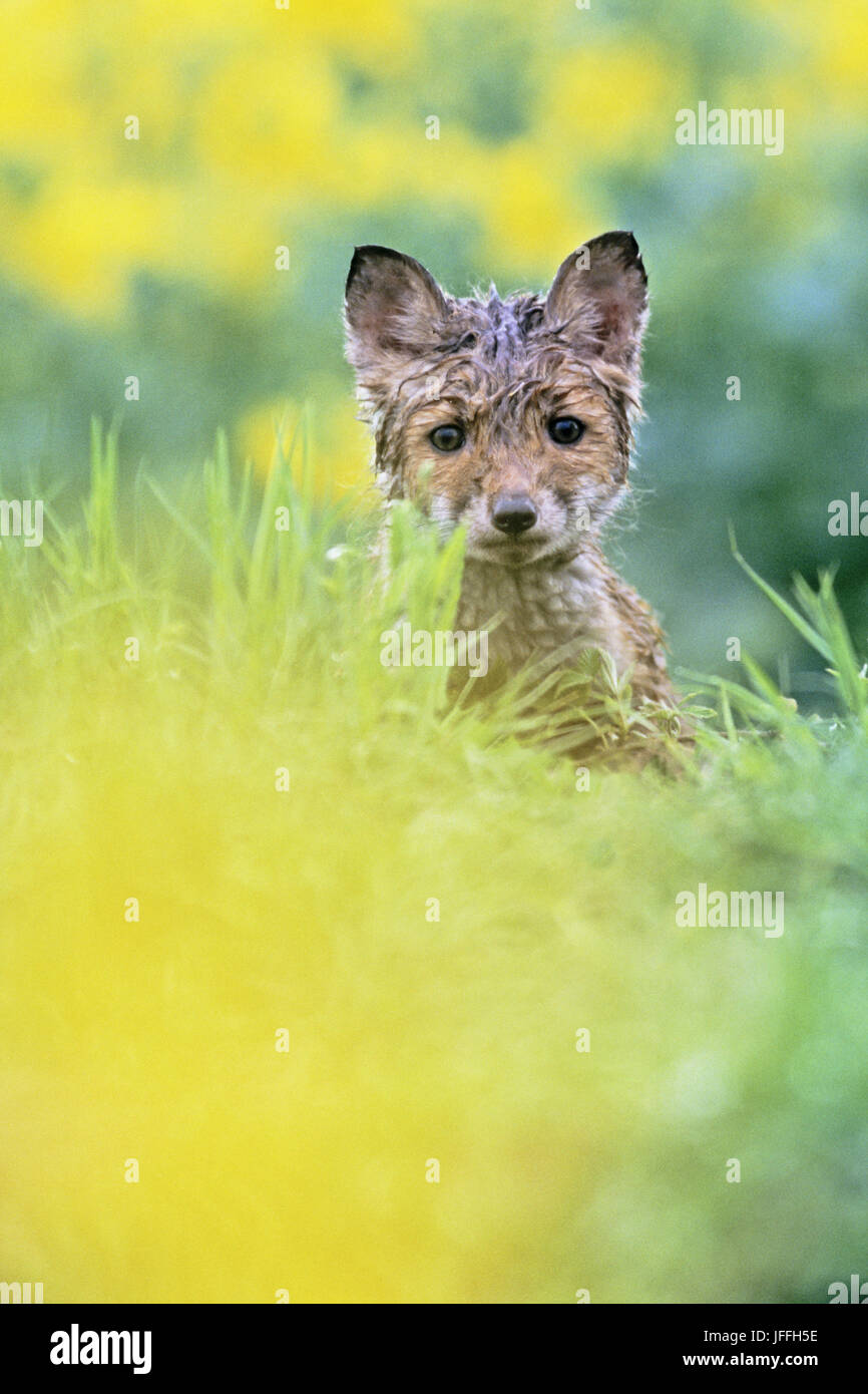 Cute red fox cub hi-res stock photography and images - Alamy