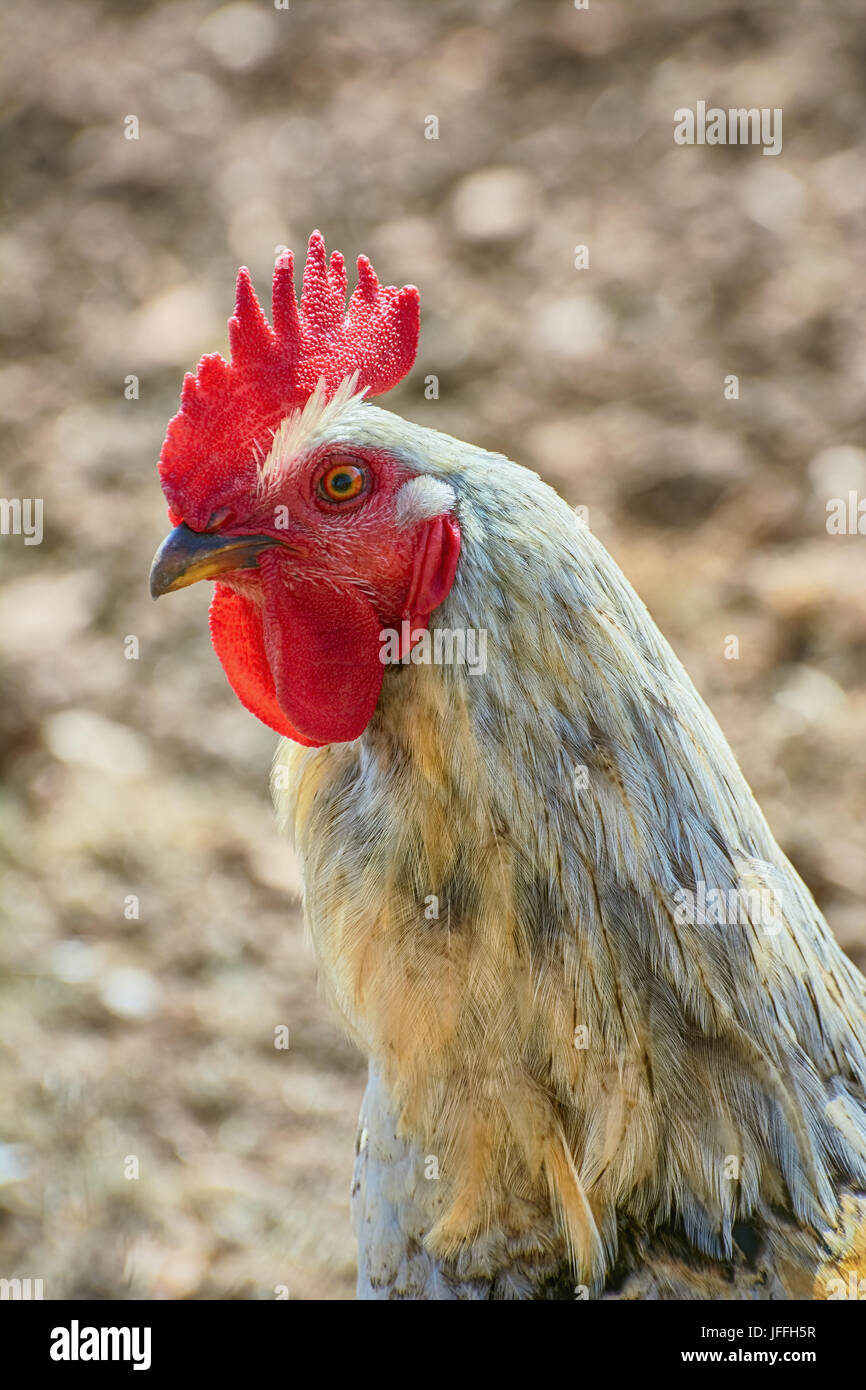 Portrait of Rooster Stock Photo - Alamy