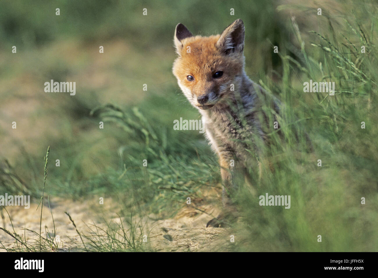 Red Fox kit, cub, pup Stock Photo - Alamy