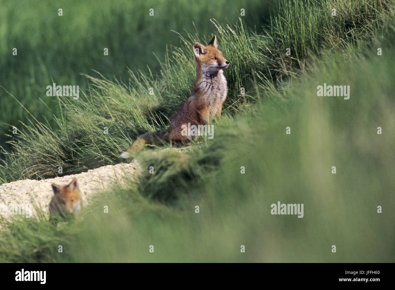 Red Fox kit, cub, pup Stock Photo - Alamy