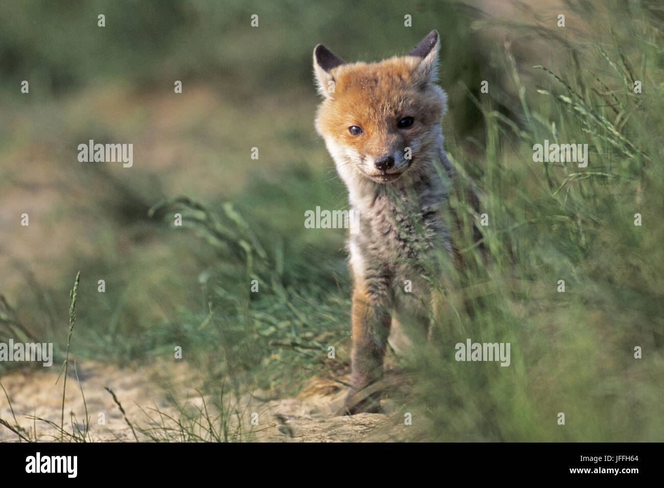 Red Fox kit, cub, pup Stock Photo - Alamy