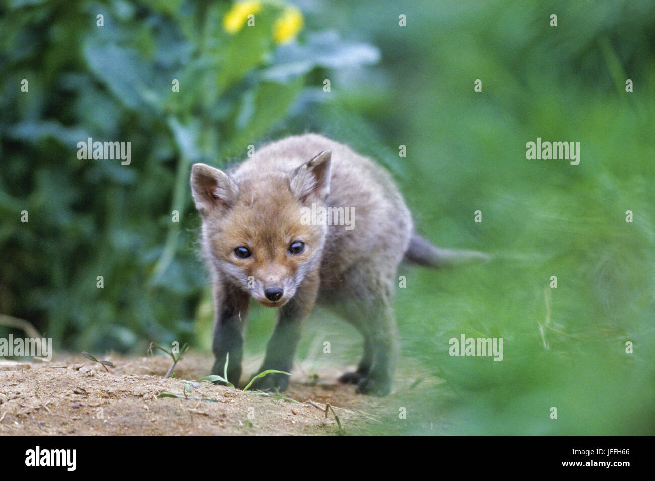 Kit fuchs hi-res stock photography and images - Alamy